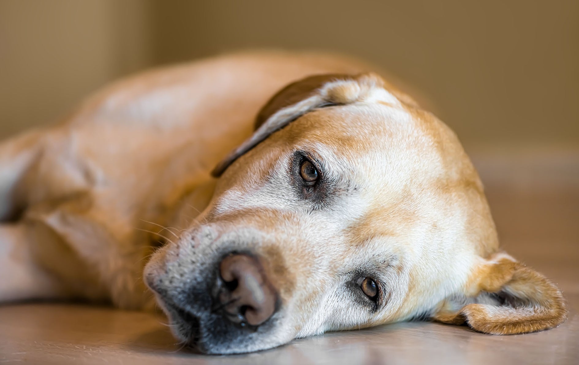 The 5 Best Toys For Bored Dogs — Simply2pets